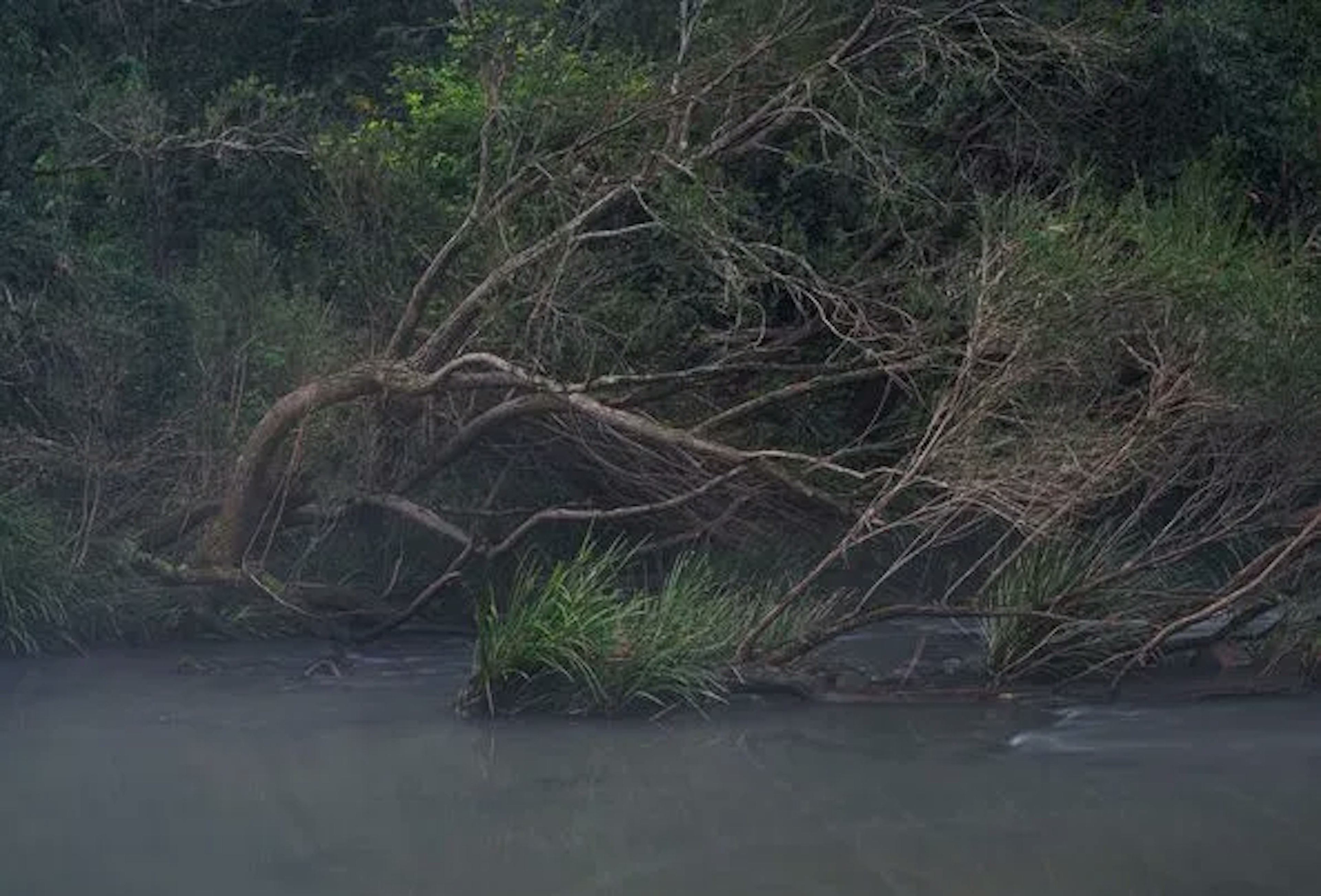 Bigriggen Park Reserve Camping Area in Rathdowney | Camping Australia